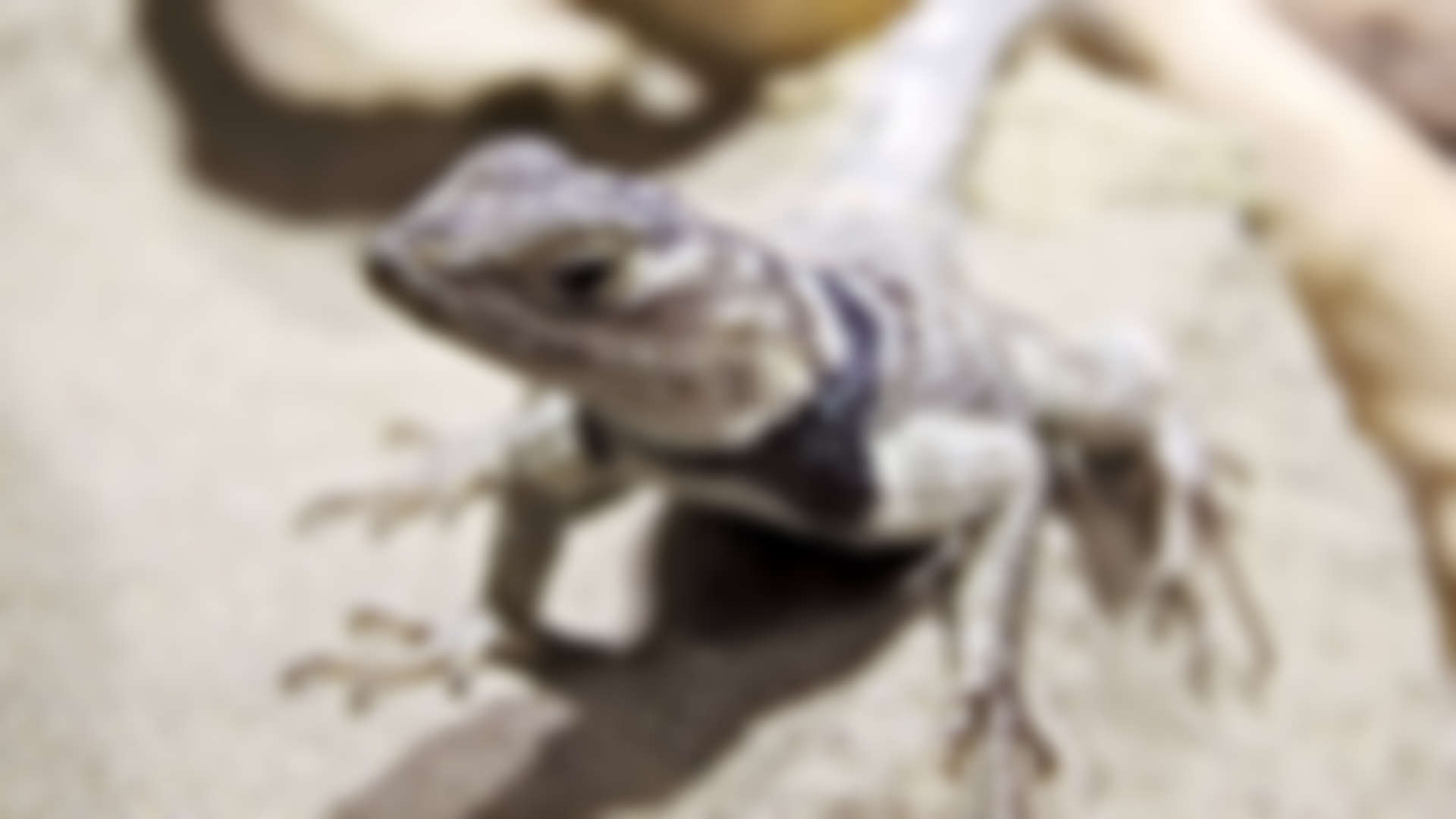 Amphibious & Reptiles – Four Paws Ready Inn